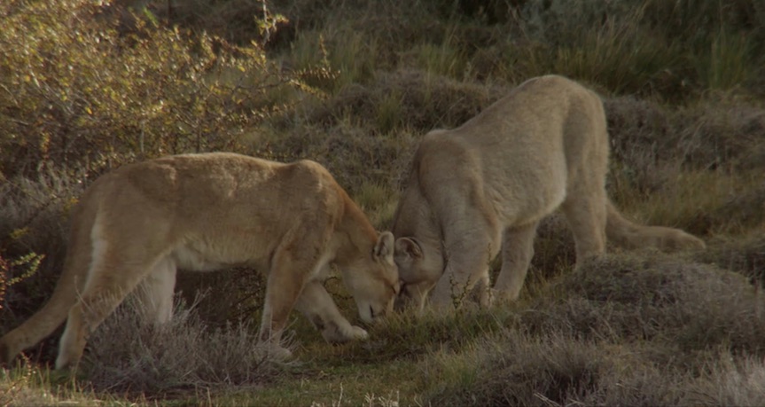 Video Editor | Filmmaker | Story Consultant - Bozeman, MT | Louisville, KY